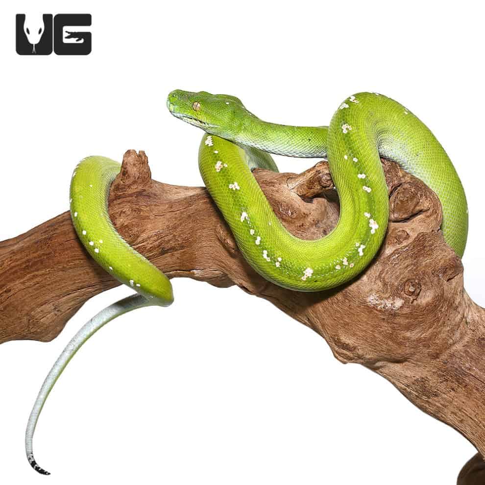 Adult Aru Green Tree Python for sale - Underground Reptiles