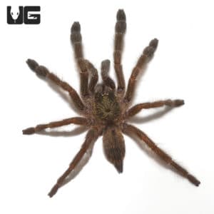 Tarantulas & Spiders For Sale - Page 14 of 29 - Underground Reptiles