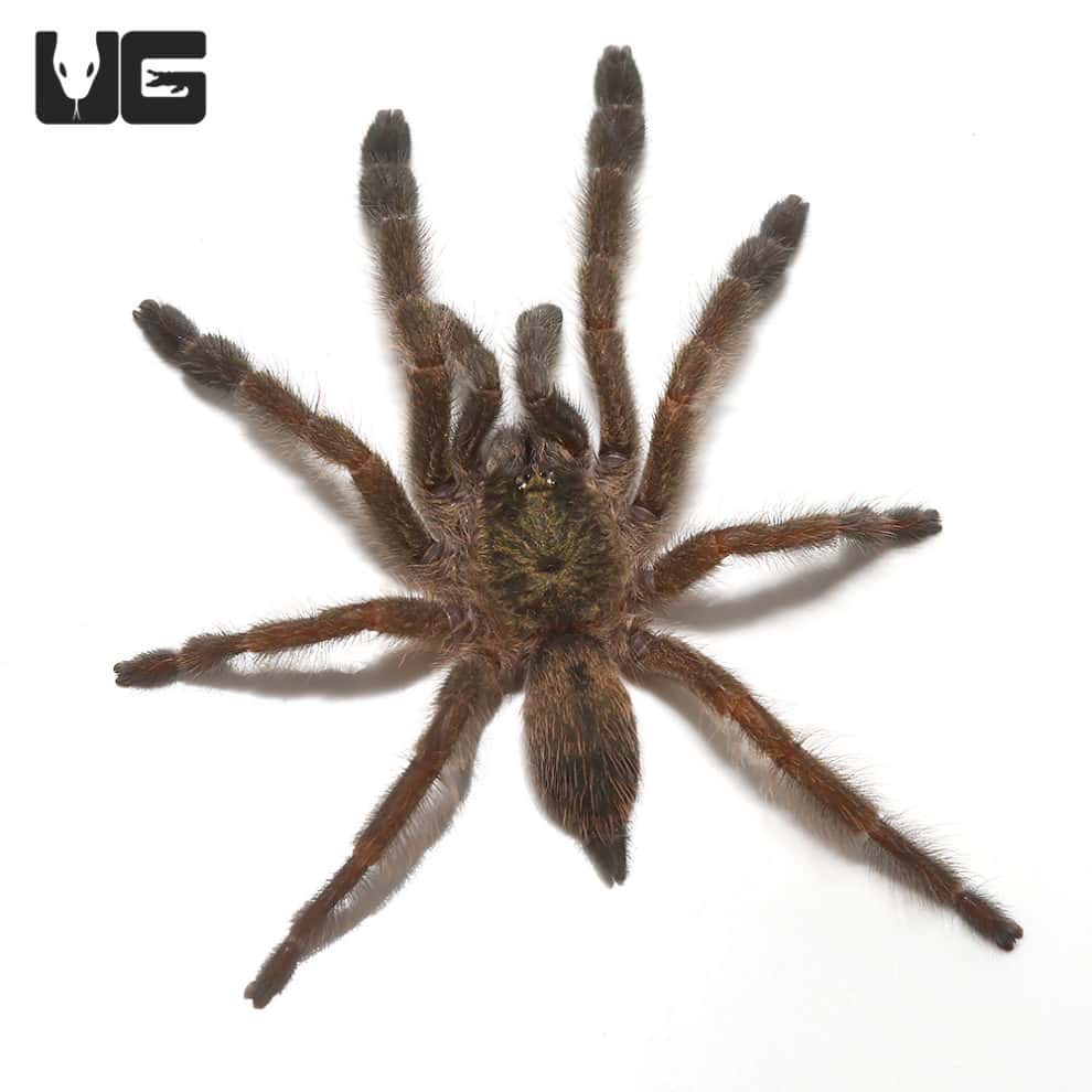 Caribbean Diamond Tree Spider (.25 - .75'') - Underground Reptiles
