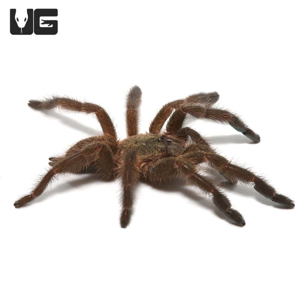 Caribbean Diamond Tree Spider (.25 - .75'') - Underground Reptiles