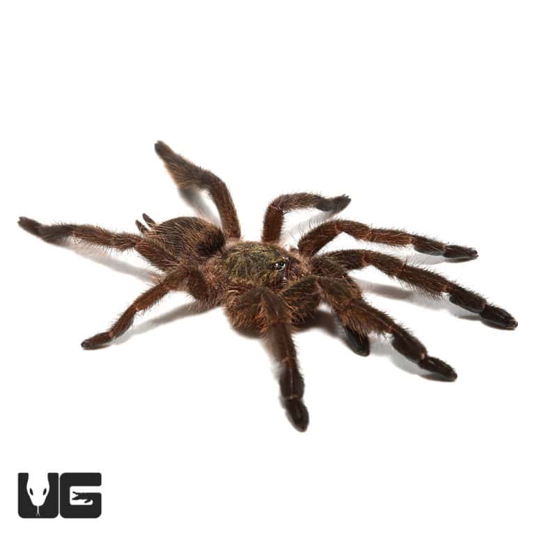 Caribbean Diamond Tree Spider (.25 - .75'') - Underground Reptiles