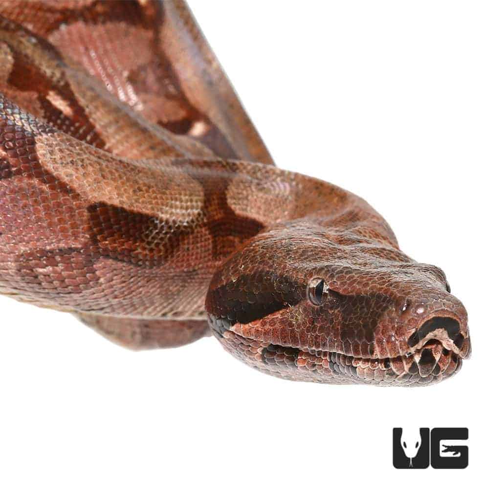Boas For Sale - Underground Reptiles