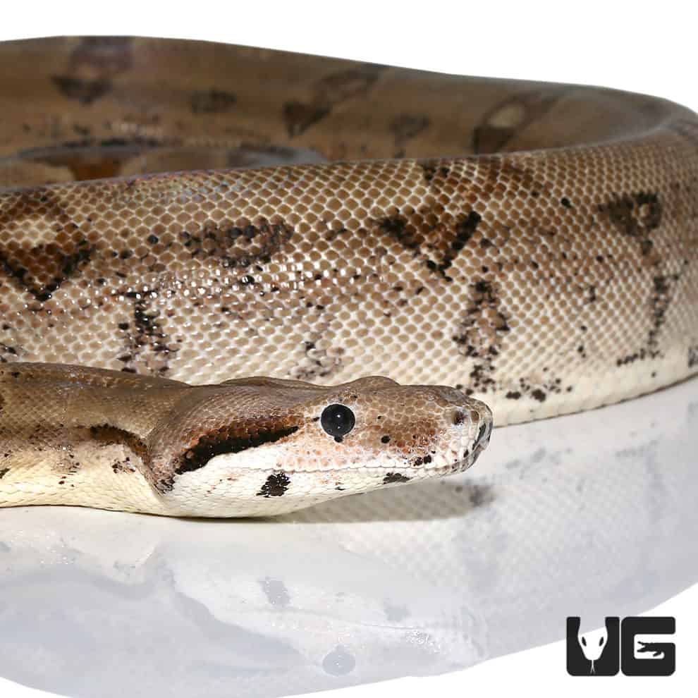Male Hypo Colombian Redtail Boas (Boa constrictor imperator) For Sale ...