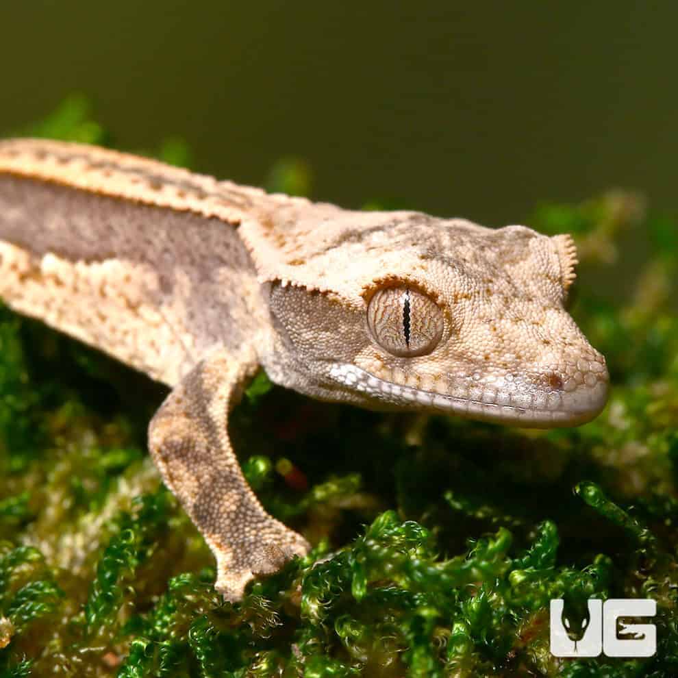 Baby Dark Base Reverse Partial Pinstripe Crested Gecko For Sale ...
