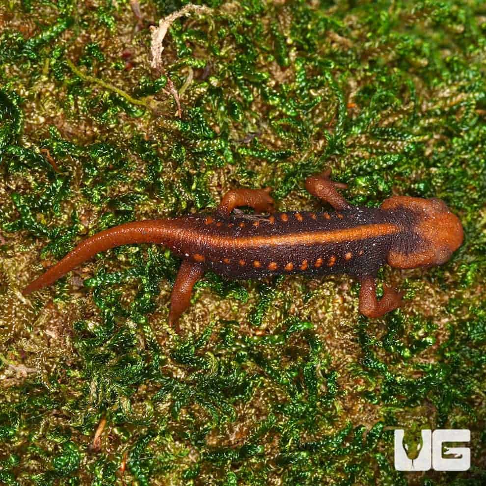 European Smooth Newts for Sale - Underground Reptiles