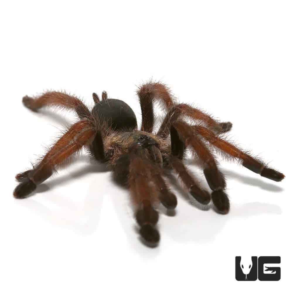 Panamanian Blonde Tarantula For Sale - Underground Reptiles