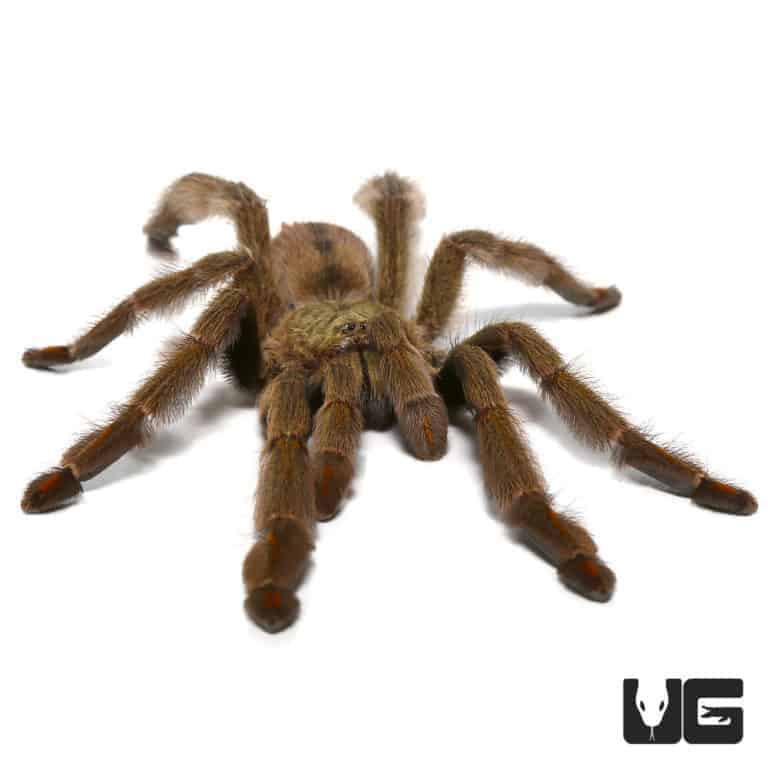 Trinidad Chevron Tarantula For Sale - Underground Reptiles