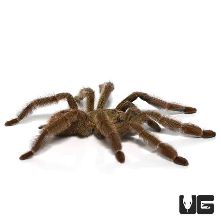 Trinidad Chevron Tarantula For Sale - Underground Reptiles