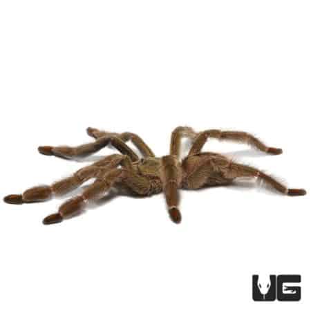 Trinidad Chevron Tarantula For Sale - Underground Reptiles