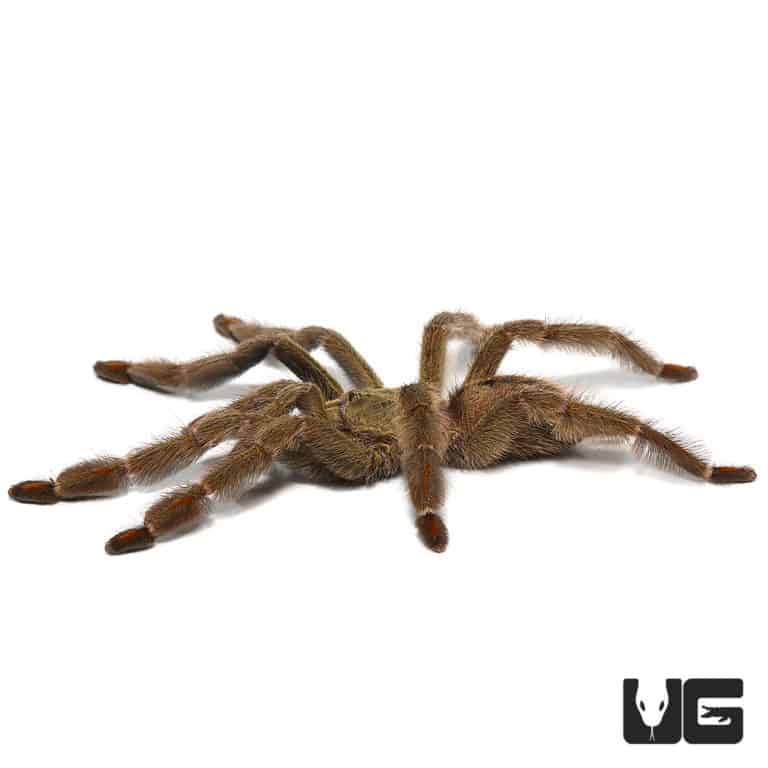 Trinidad Chevron Tarantula For Sale - Underground Reptiles