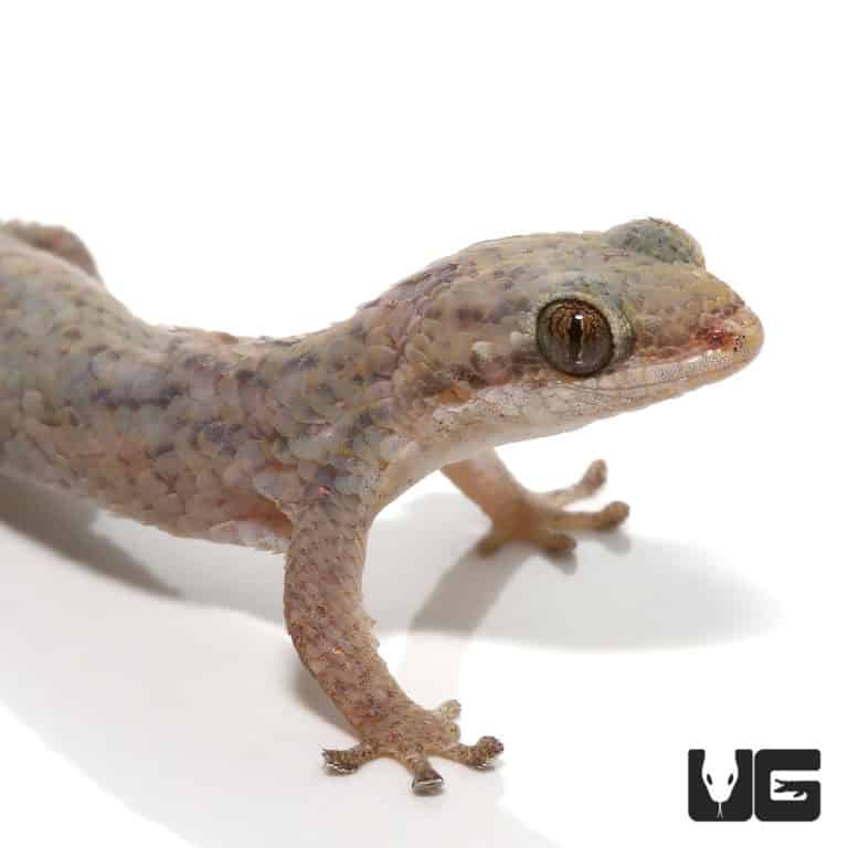 Fish Scale Gecko (Geckolepis) For Sale - Underground Reptiles