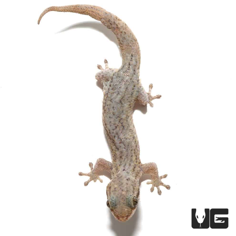 Fish Scale Gecko (Geckolepis) For Sale - Underground Reptiles