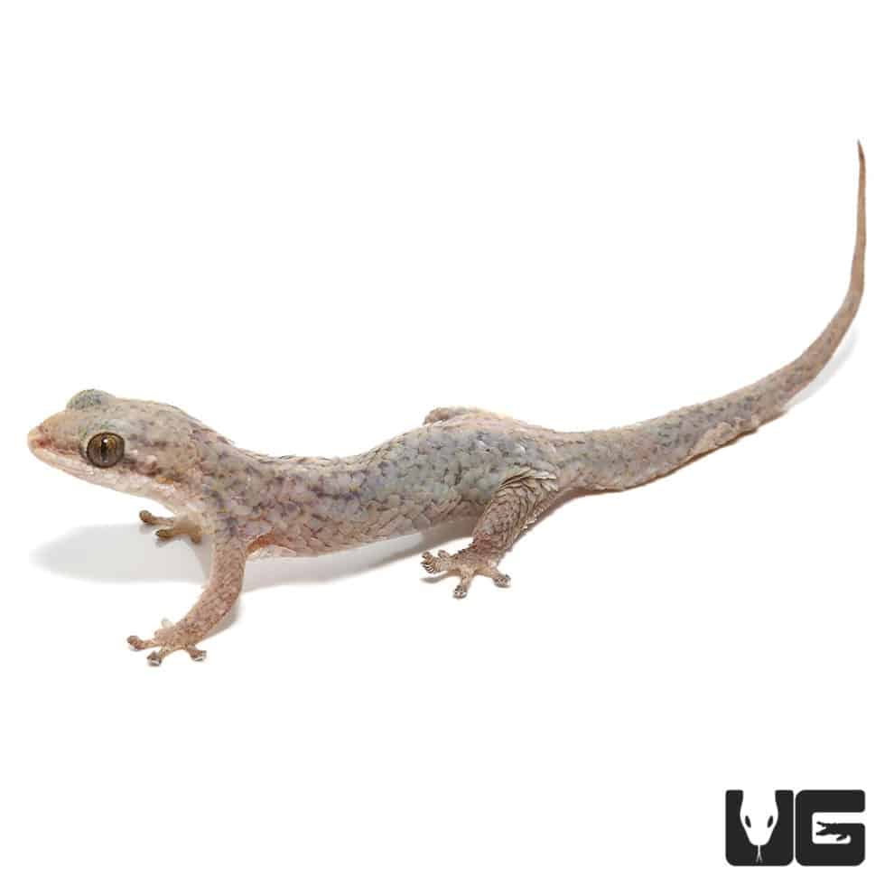 Fish Scale Gecko (Geckolepis) For Sale - Underground Reptiles