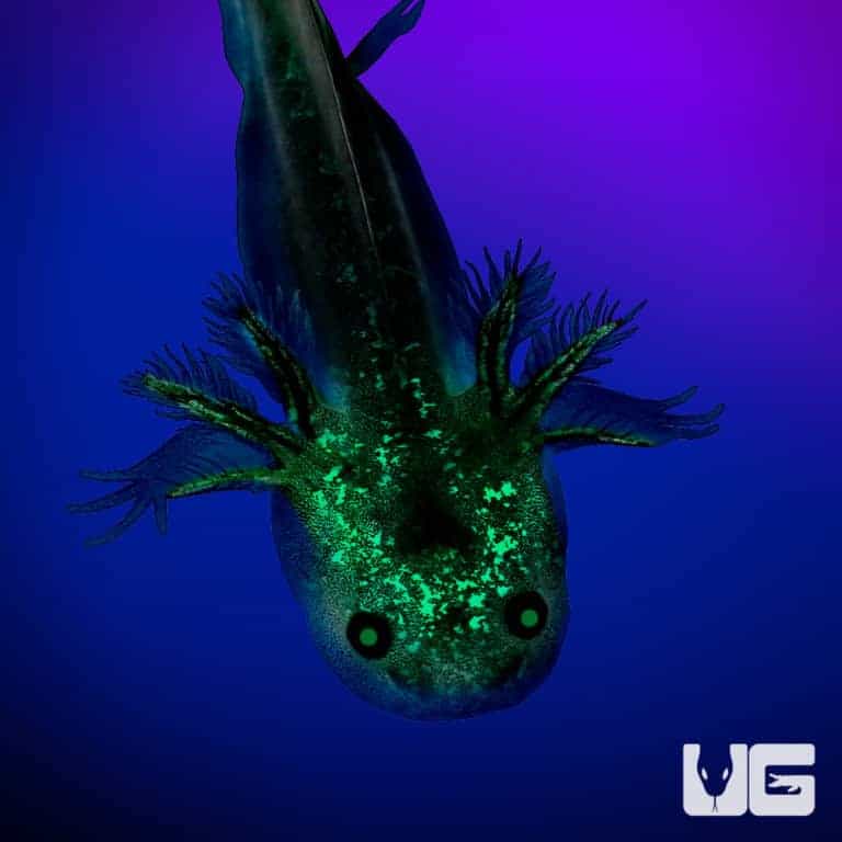 Melanoid Axolotls For Sale - Underground Reptiles