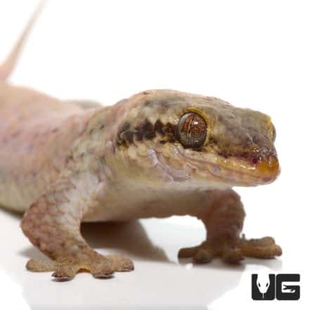 Ocellated Gecko For Sale - Underground Reptiles
