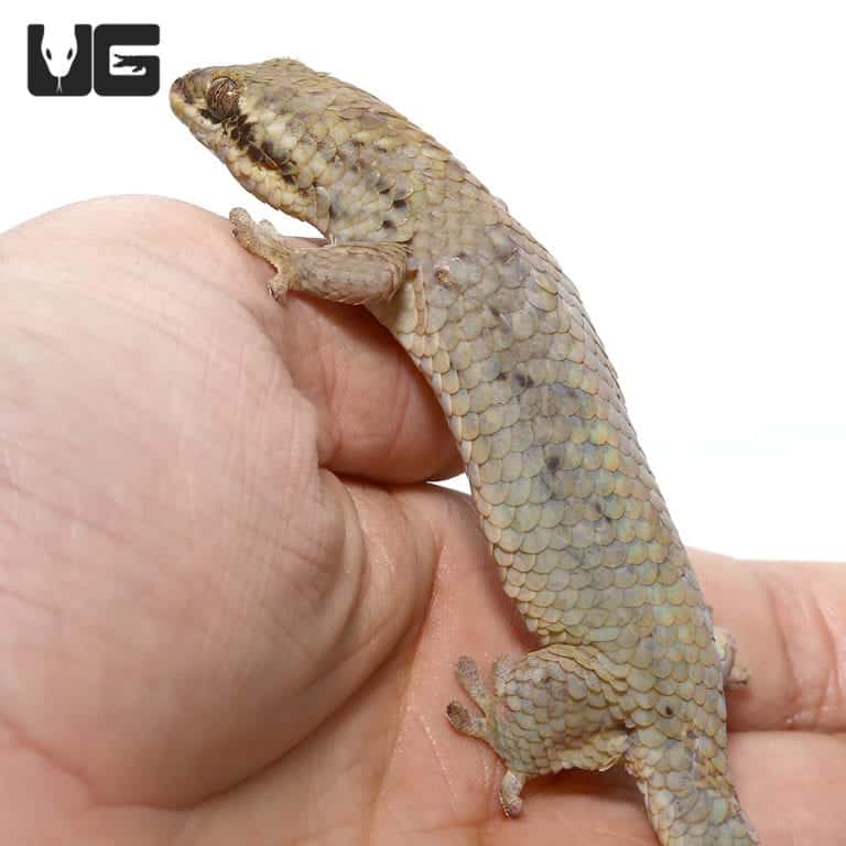 Ocellated Gecko For Sale - Underground Reptiles