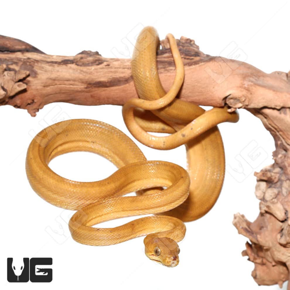 Patternless Yellow Colored Amazon Tree Boas For Sale - Underground Reptiles