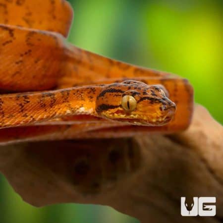 New Reptiles & Amphibians - Underground Reptiles