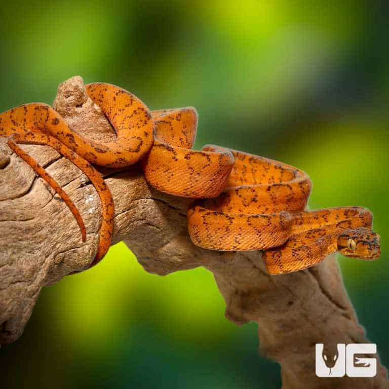 Boas For Sale - Underground Reptiles