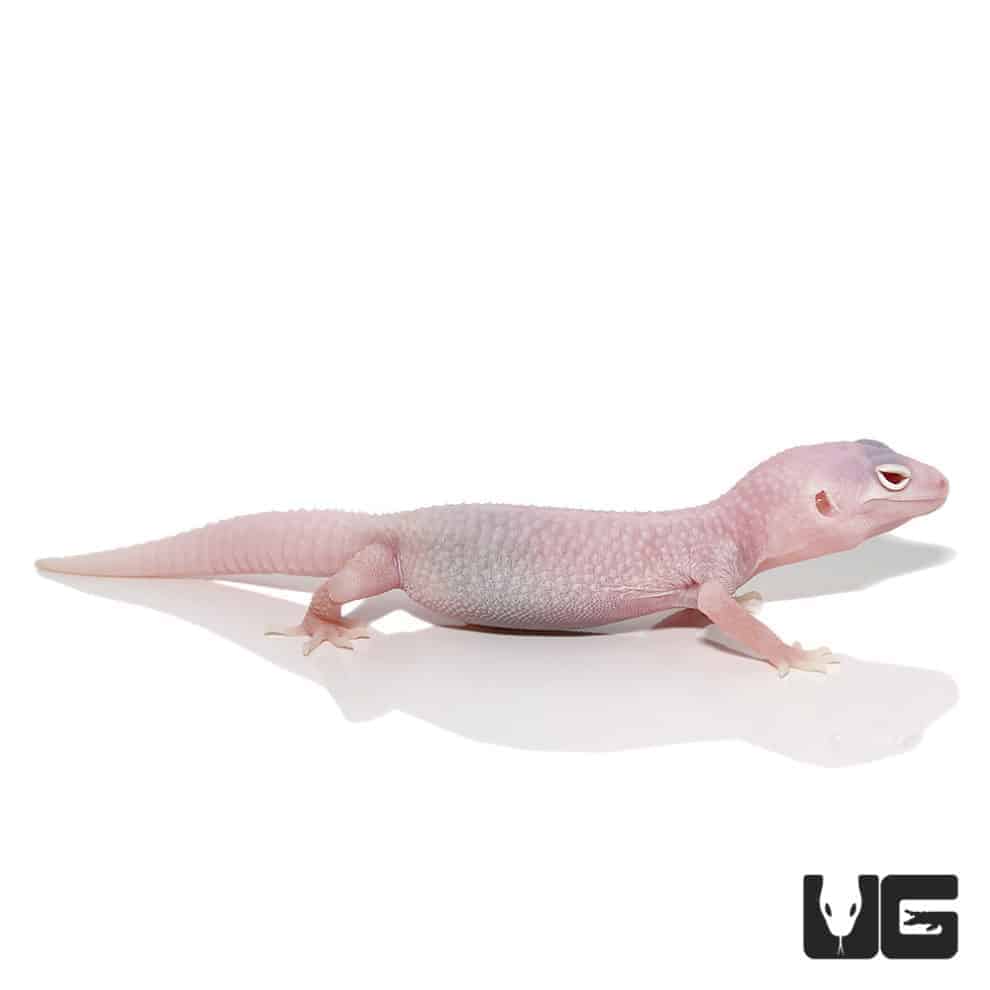 Juvenile Diablo Blanco Leopard Geckos (Eublepharis macularius) For Sale ...