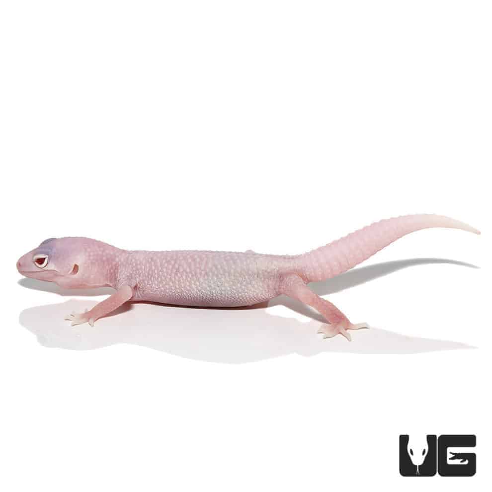 Juvenile Diablo Blanco Leopard Geckos (Eublepharis macularius) For Sale ...