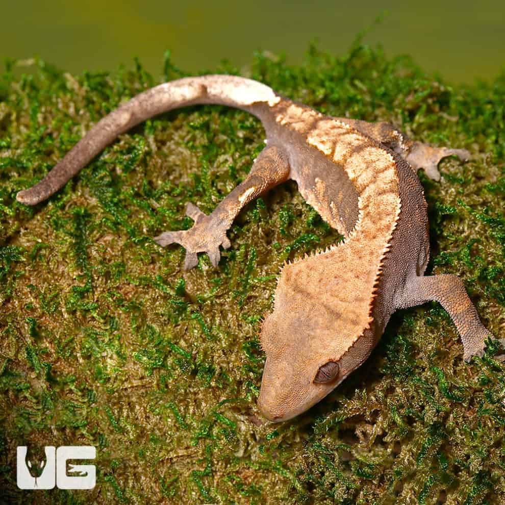 Geckos For Sale - Underground Reptiles