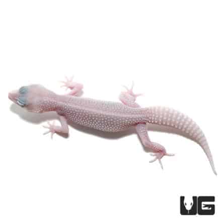 Juvenile Mack Super Snow Albino Leucistic Leopard Geckos (Eublepharis ...