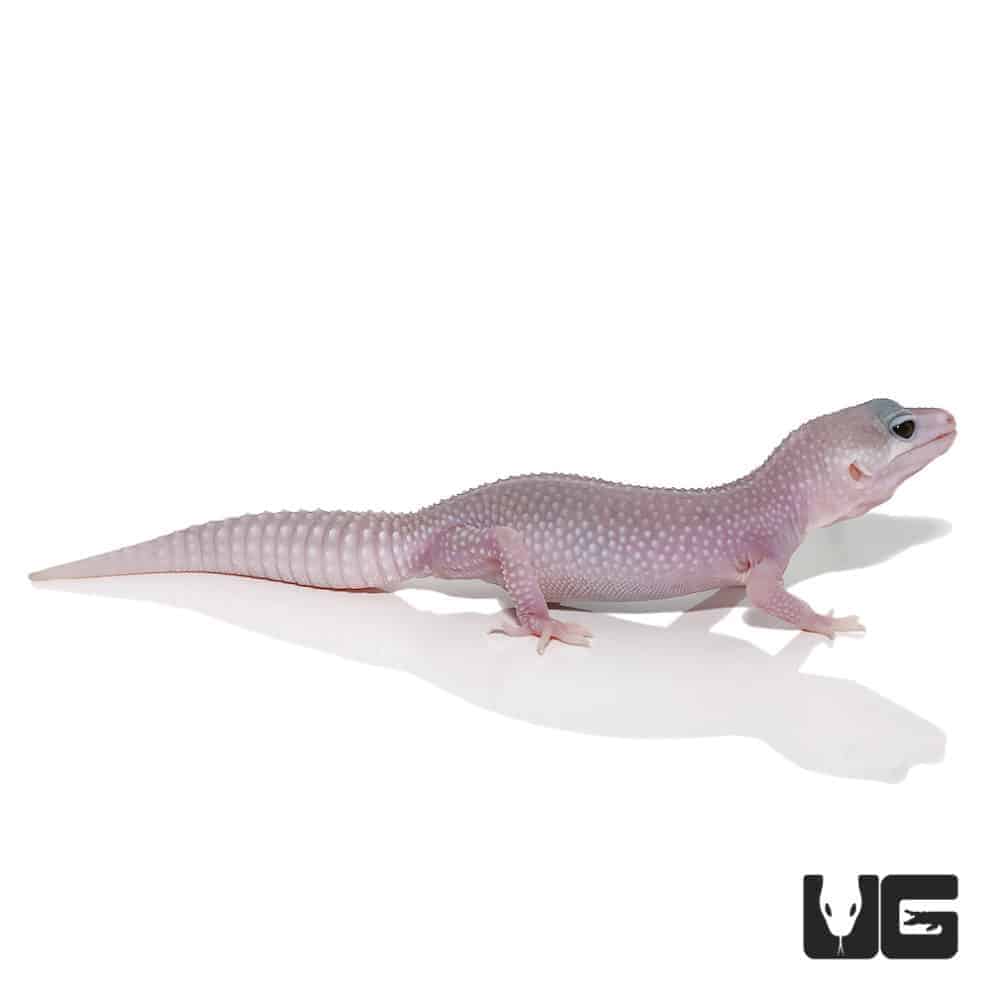 Juvenile Mack Super Snow Albino Leucistic Leopard Geckos (Eublepharis ...