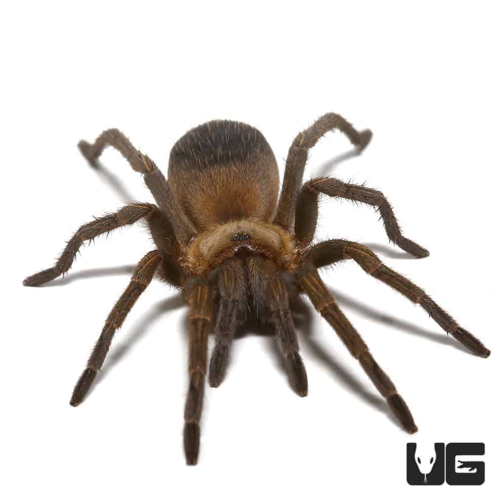 Tarantulas & Spiders For Sale - Underground Reptiles