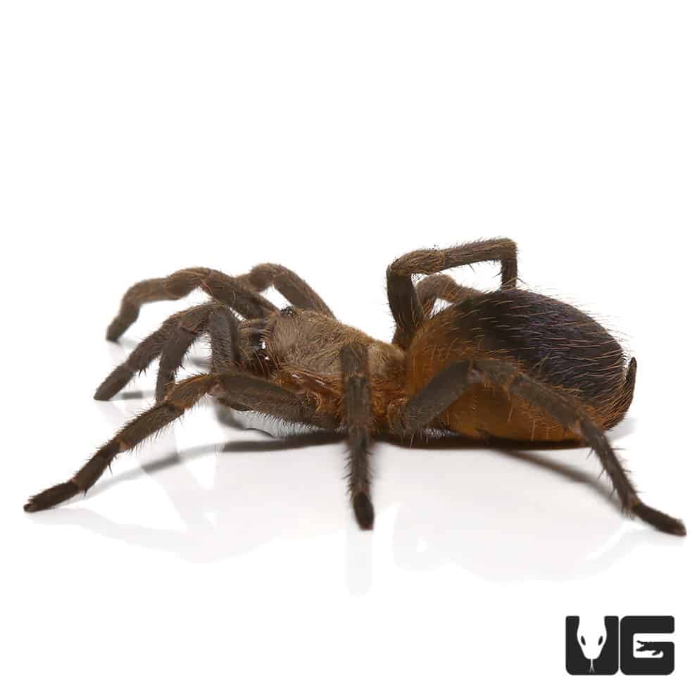 Colombian Purple And Gold Tarantula (Pseudhapalopus sp purple and gold ...