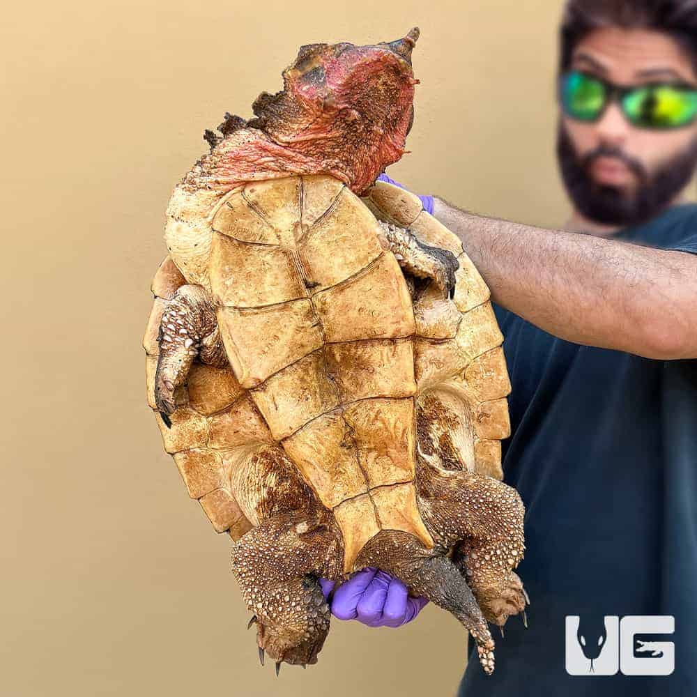 Adult Mata Mata Turtle (Chelus fimbriata) For Sale - Underground Reptiles