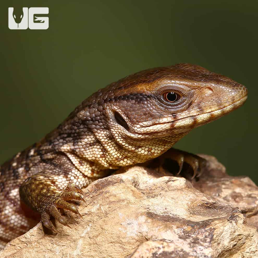 Baby Savannah Monitors (Varanus exanthematicus) For Sale - Underground ...