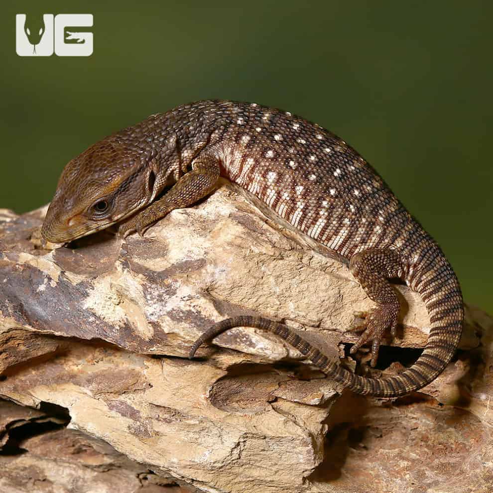 Baby Savannah Monitors (Varanus exanthematicus) For Sale - Underground ...