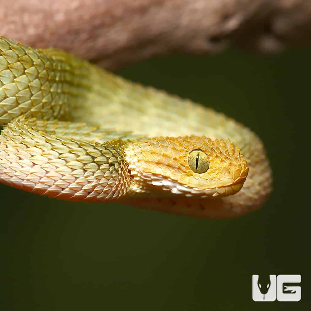 Venomous Snakes & Lizards For Sale - Underground Reptiles