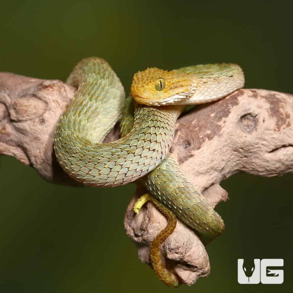 Baby Yellow Headed Squamigera Bush Viper (Atheris squamigera) For Sale ...