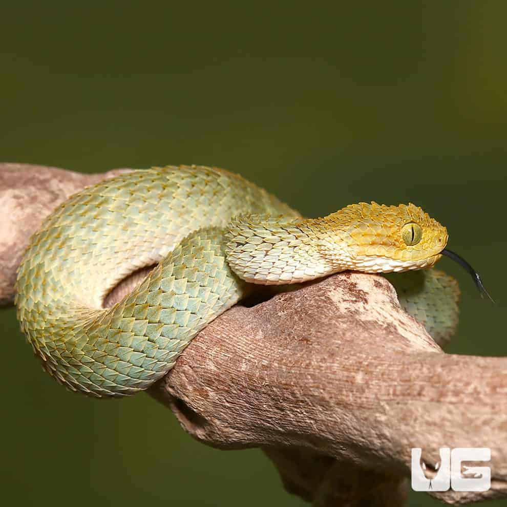 Baby Yellow Headed Squamigera Bush Viper (Atheris squamigera) For Sale ...