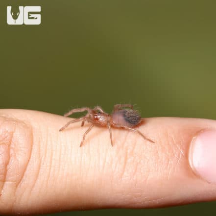 Brazilian Blue Violet Tarantula (Pterinopelma sazimai) For Sale ...
