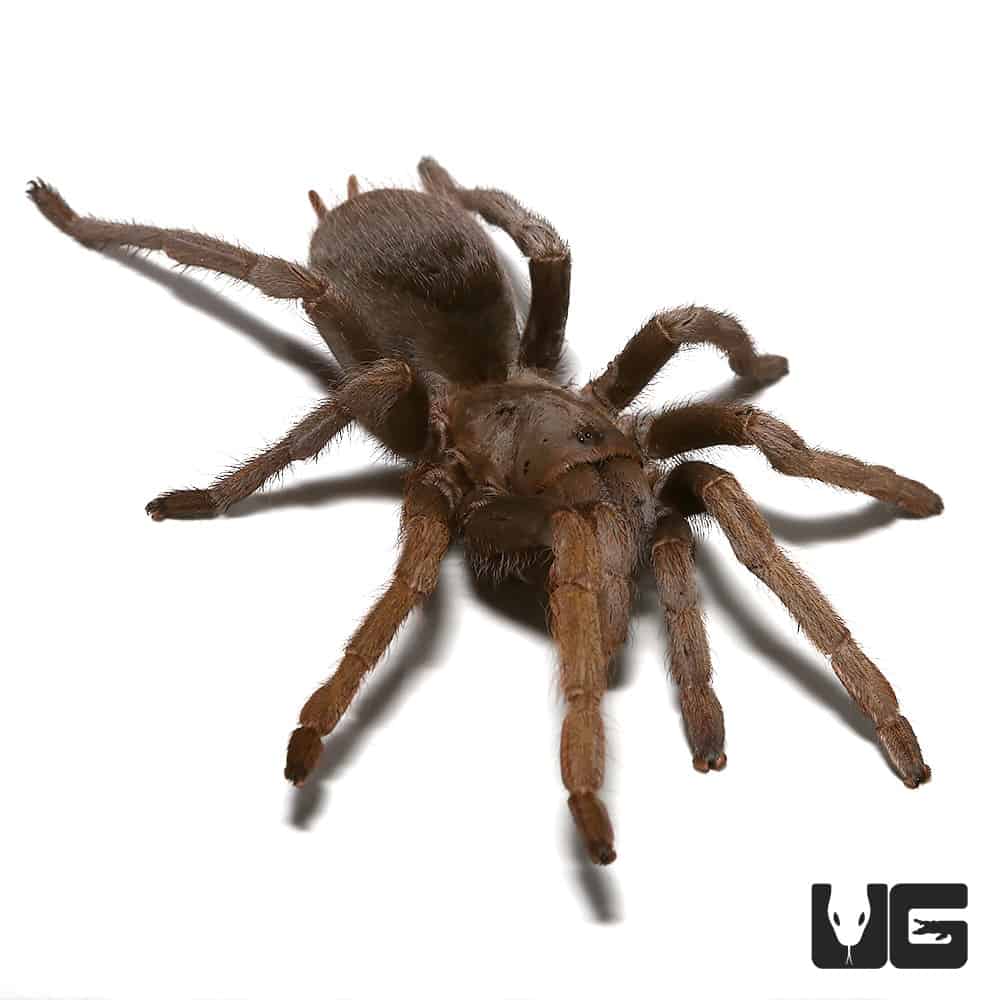 Female Nicaraguan Fossorial Tarantula (Sandinista lanceolatum) For Sale ...
