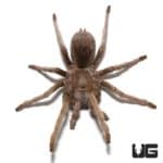 Female Nicaraguan Fossorial Tarantula (Sandinista lanceolatum) For Sale ...