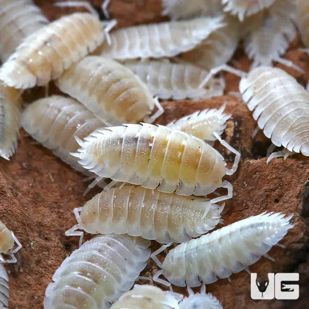 Porcellio Scaber "Calico" Isopods For Sale - Underground Reptiles
