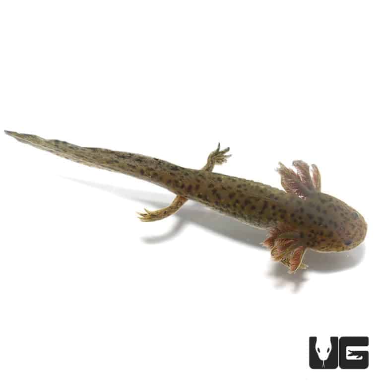 Copper Axolotls For Sale - Underground Reptiles