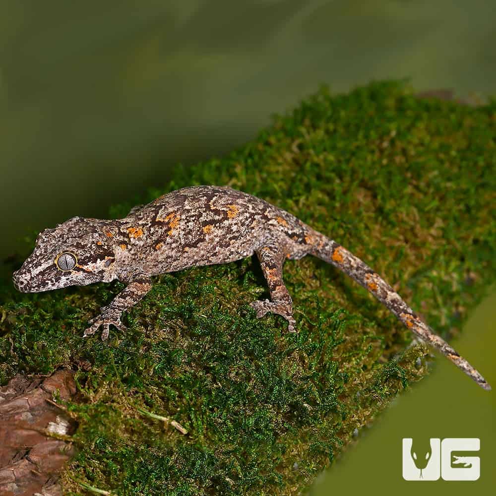 Sub Adult Male Orange Blotched Gargoyle Geckos Rhacodactylus Auriculatus For Sale