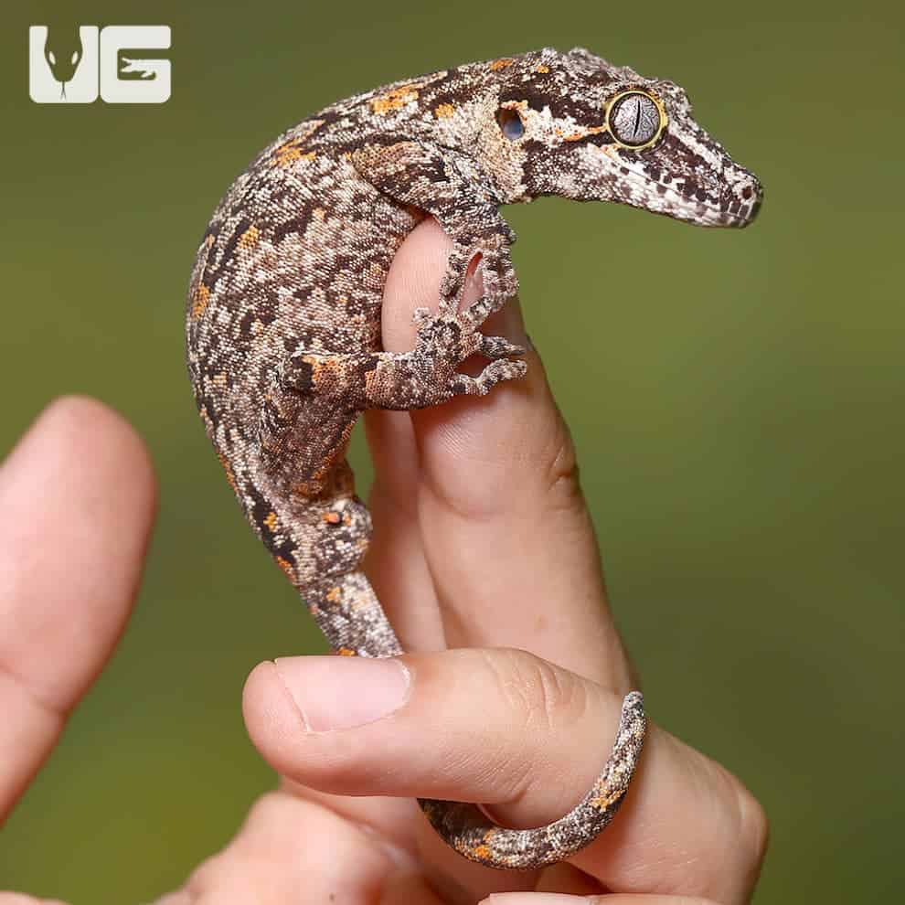 Sub Adult Male Orange Blotched Gargoyle Geckos (Rhacodactylus ...