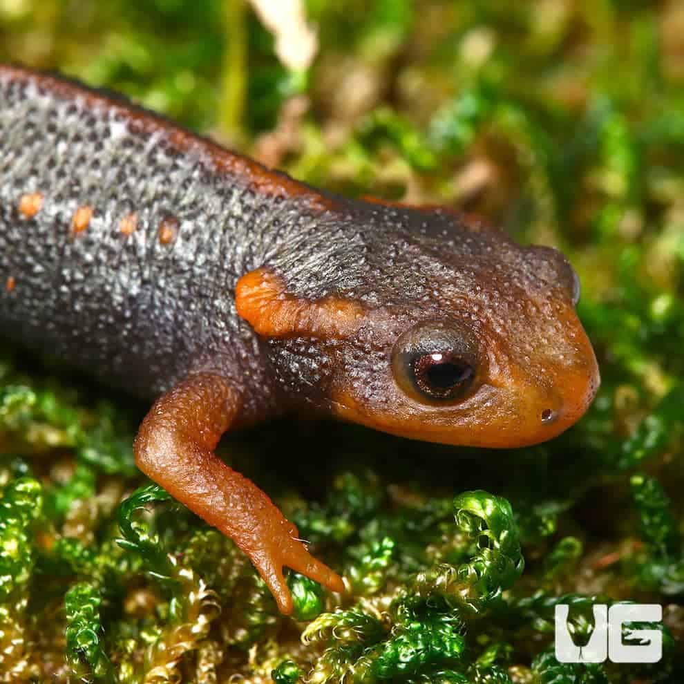 Salamanders For Sale - Underground Reptiles