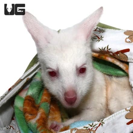 Southern Common Cuscus for sale - Underground Reptiles