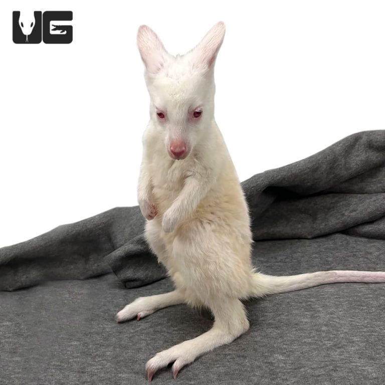 Southern Common Cuscus for sale - Underground Reptiles