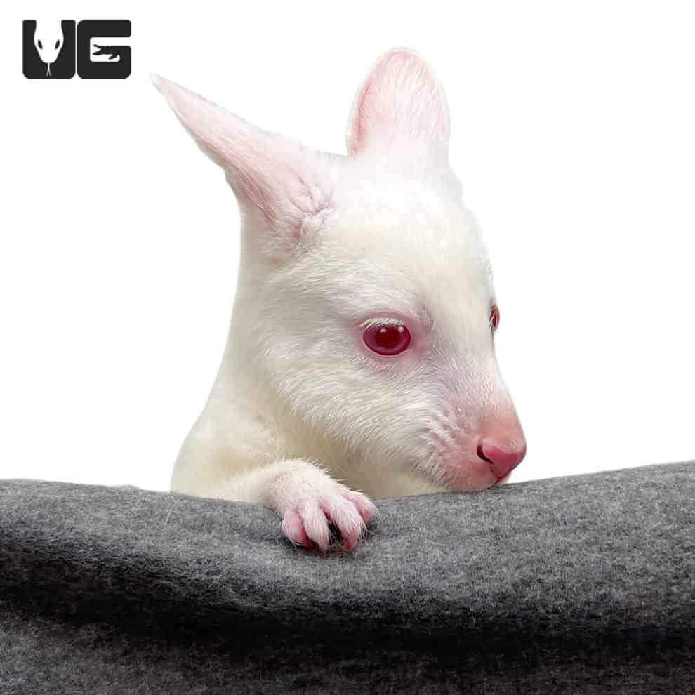 Southern Common Cuscus for sale - Underground Reptiles