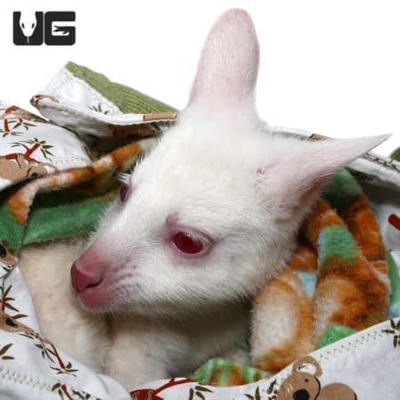 Southern Common Cuscus for sale - Underground Reptiles