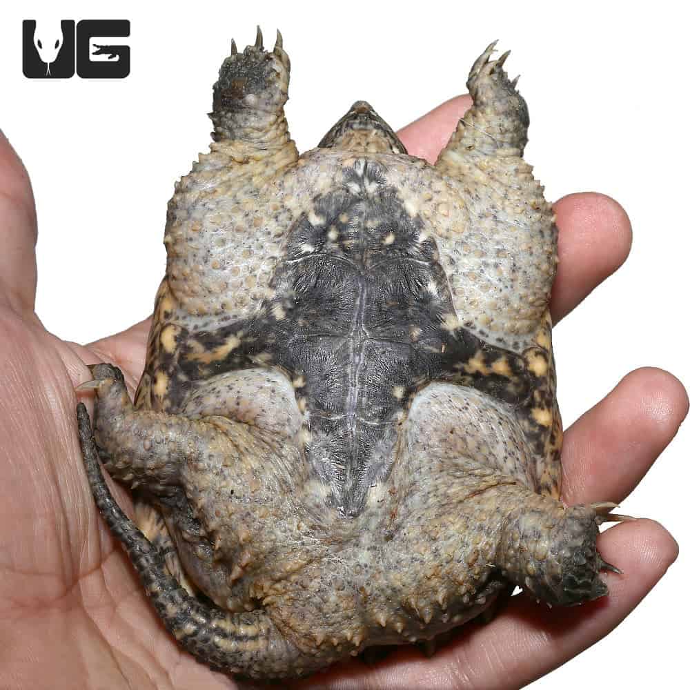 Common Snapping Turtles (Chelydra serpentina) For Sale - Underground ...
