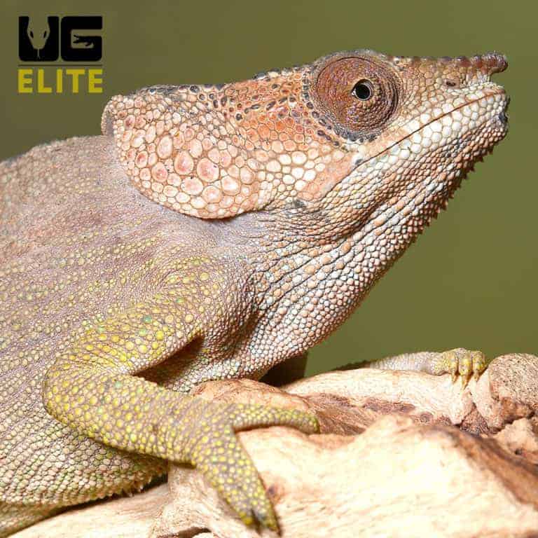 Auctions - Underground Reptiles